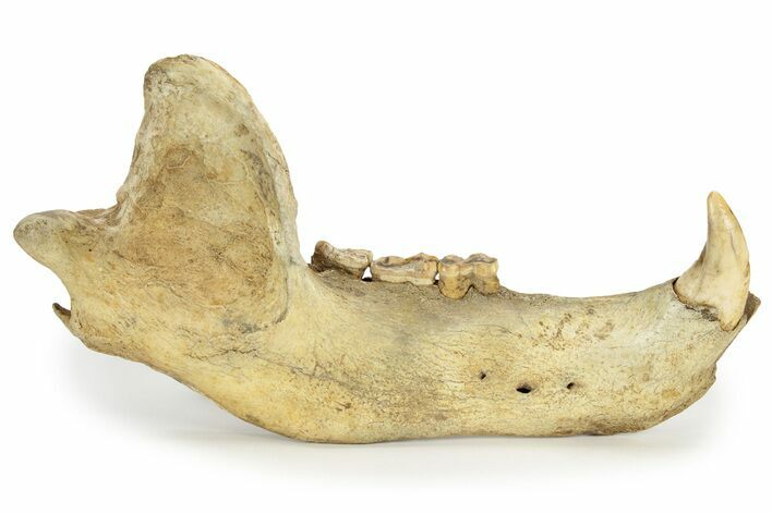 13.2" Fossil Cave Bear (Ursus spelaeus) Lower Jaw - Romania (#243214 ...