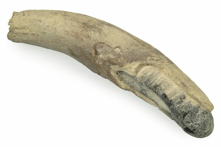 3.7" Fossil Pygmy Sperm Whale (Kogiopsis) Tooth - Florida (#243364) For ...