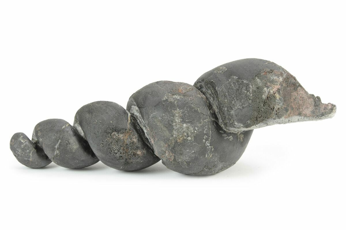 4.2" Devonian Fossil Gastropod Internal Mold - Issoumour, Morocco ...