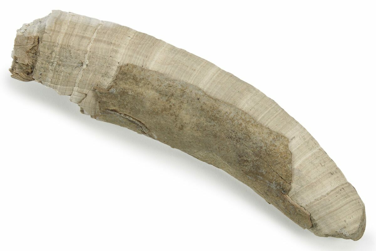 3.6" Fossil Sperm Whale (Physeterula) Tooth - North Carolina (#243738 ...