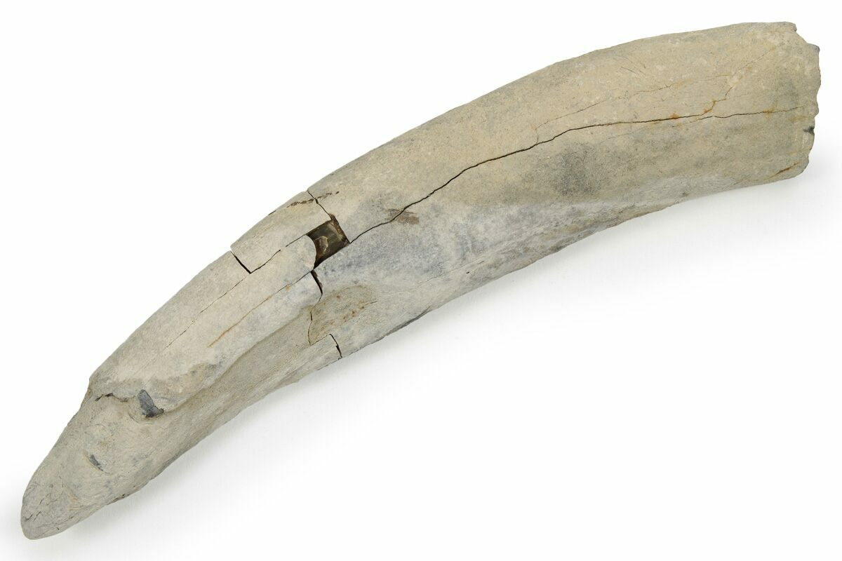 4.9" Fossil Sperm Whale (Physeterula) Tooth - North Carolina (#243740 ...