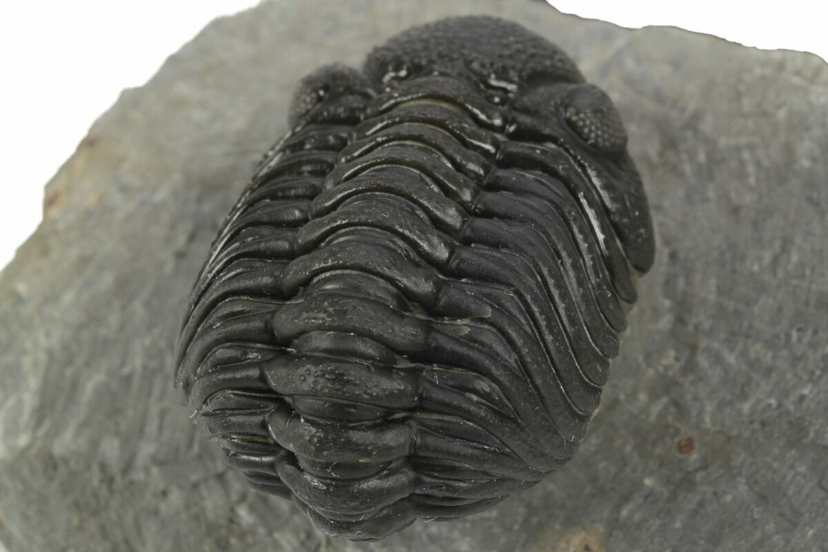 2.2" Detailed Morocops Trilobite - Ofaten, Morocco (#243869) For Sale ...