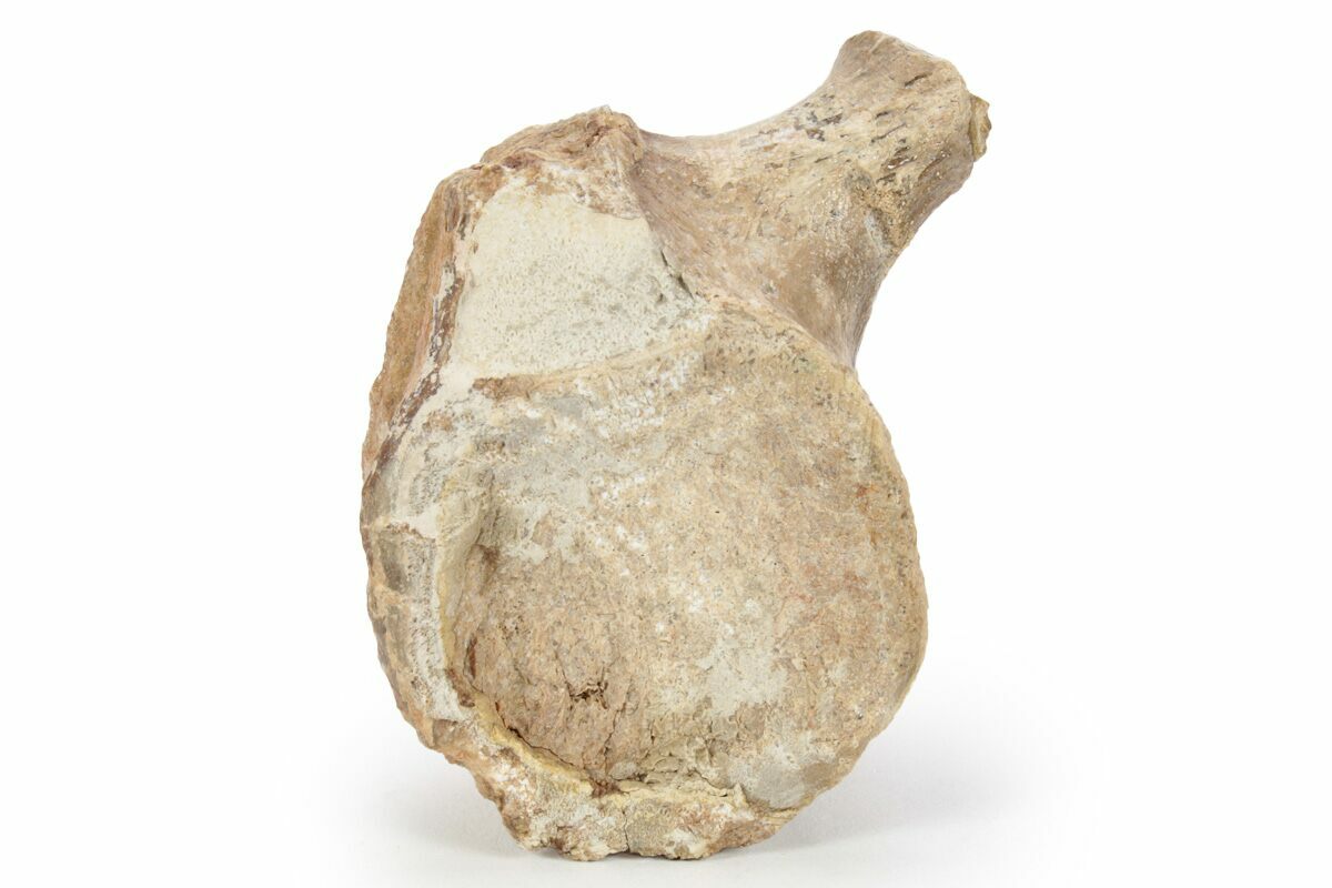 2.5" Fossil Plesiosaur (Thililua?) Vertebra - Asfla, Morocco (#240962 ...