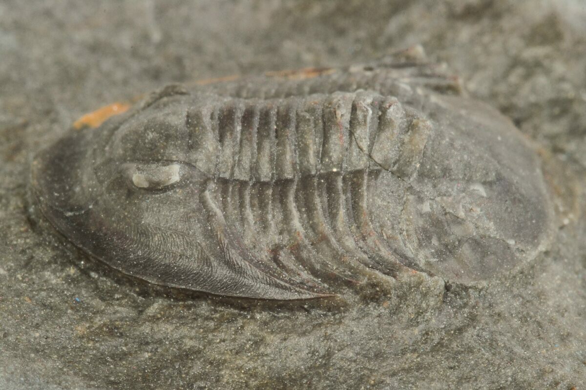 .55" Rare Proetid Trilobite (Tropidocoryphe) - Issoumour, Morocco ...