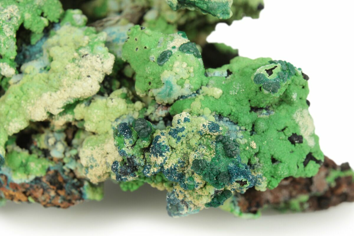 2.6" Vibrant Green Conichalcite with Chrysocolla - Namibia (#244384 ...