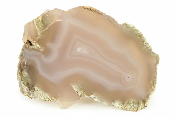 4.2" Pink Agate Limb Cast - Oregon (#244852) For Sale - FossilEra.com