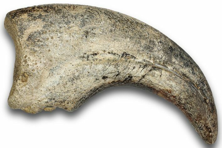 6.5" Spinosaurid Dinosaur (Suchomimus) Hand Claw - Niger (#245024) For ...