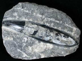 Orthoceras Fossils For Sale - FossilEra.com