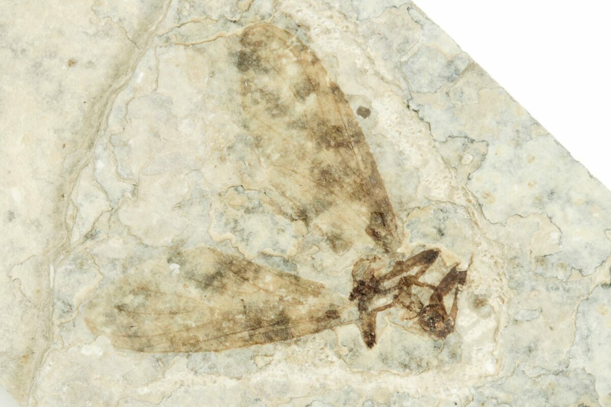 .6" Detailed Fossil March Fly (Plecia) w/ Legs - Wyoming (#245657) For ...