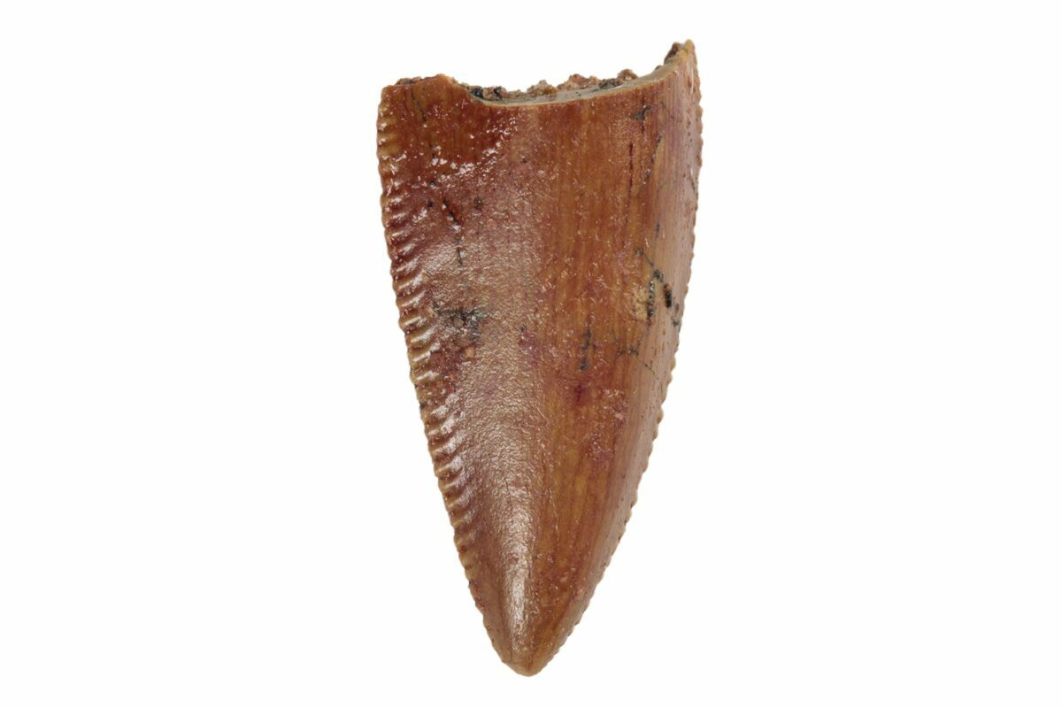 Serrated, .54" Raptor Tooth - Real Dinosaur Tooth (#245797) For Sale ...
