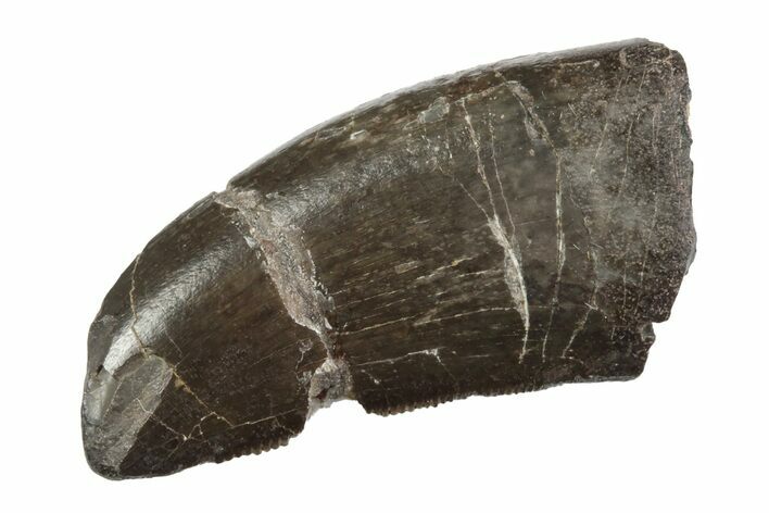 Rare, .94" Serrated, Megalosaurid (Marshosaurus) Tooth - Colorado ...