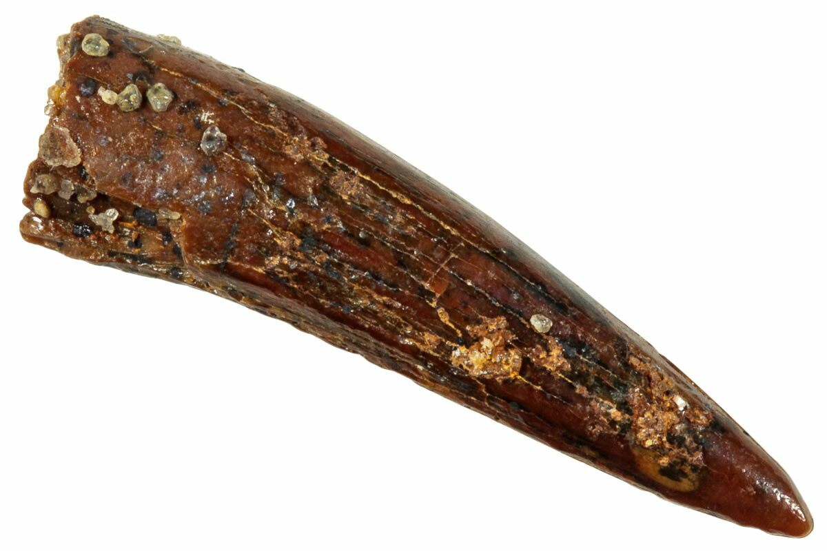 .85" Fossil Pterosaur (Siroccopteryx) Tooth - Morocco (#245973) For ...