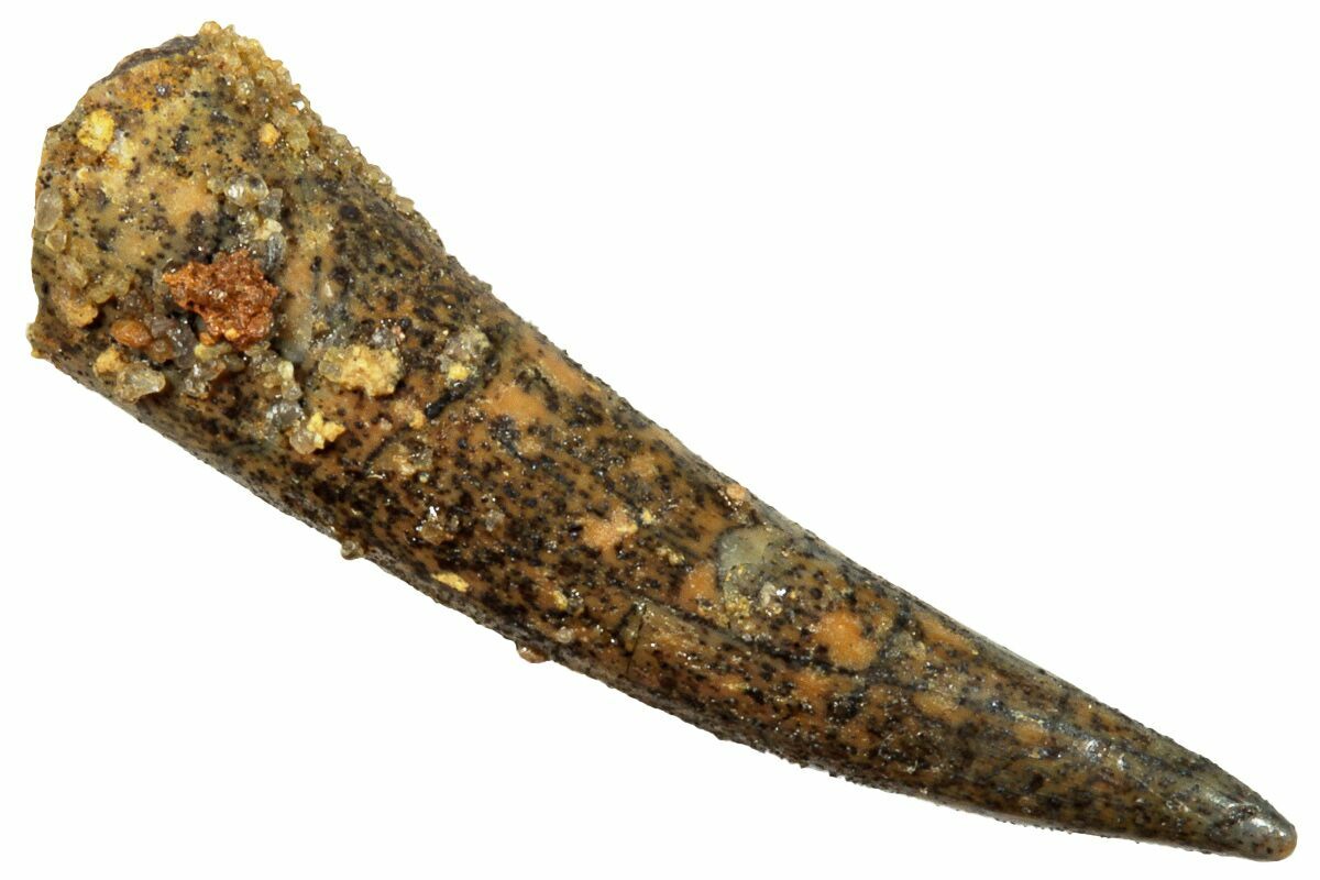 .90" Fossil Pterosaur (Siroccopteryx) Tooth - Morocco (#246028) For ...