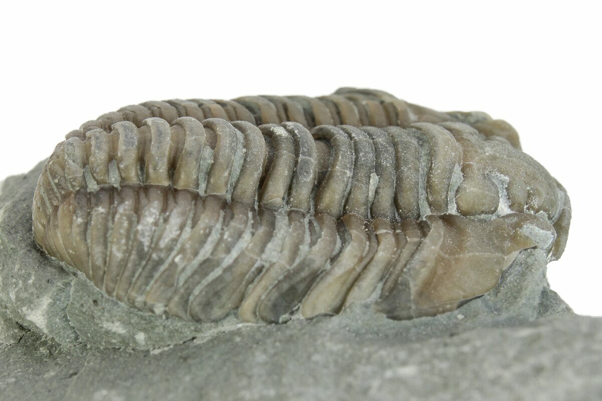 .67" Long Prone Flexicalymene Trilobite - Mt. Orab, Ohio (#245134) For ...
