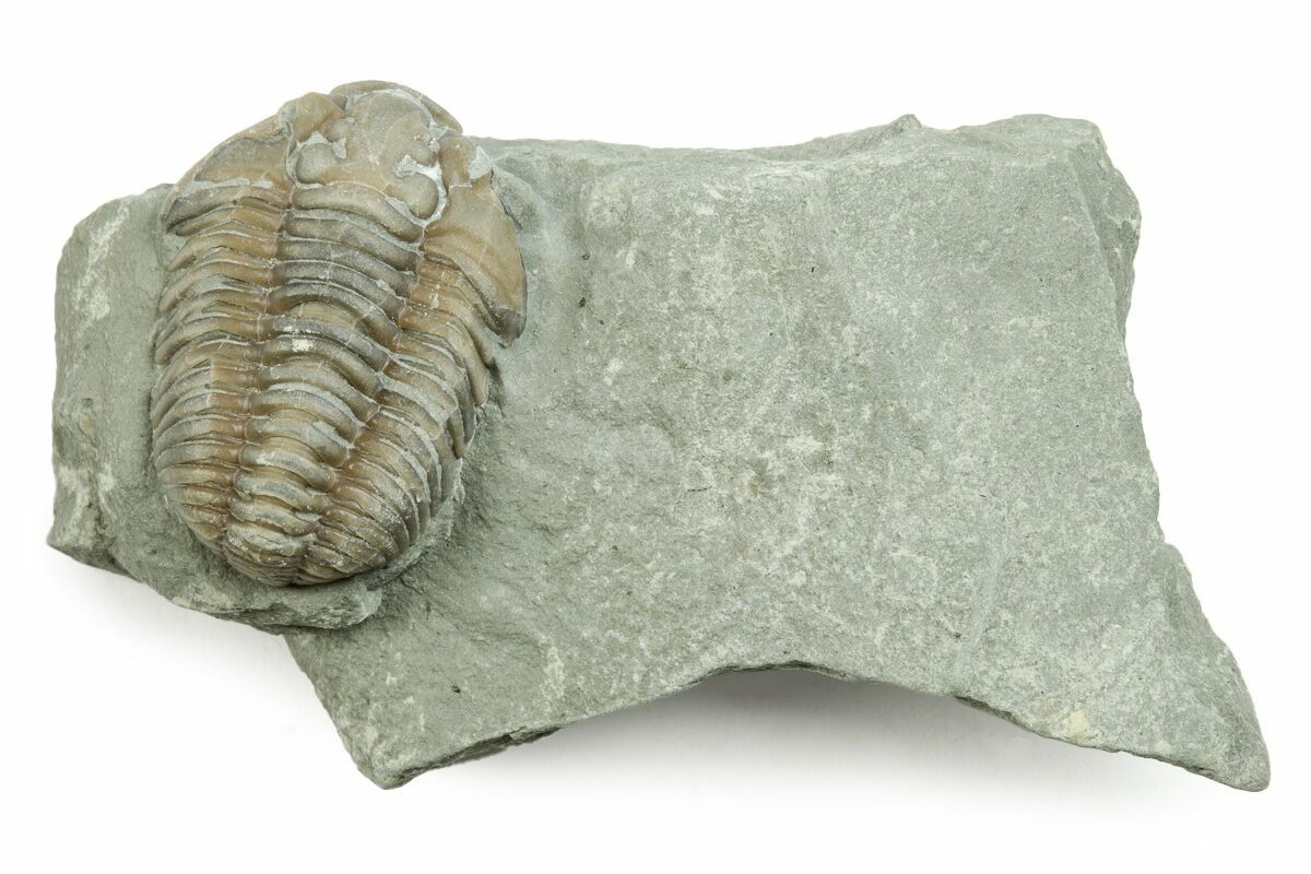 .67" Long Prone Flexicalymene Trilobite - Mt. Orab, Ohio (#245134) For ...