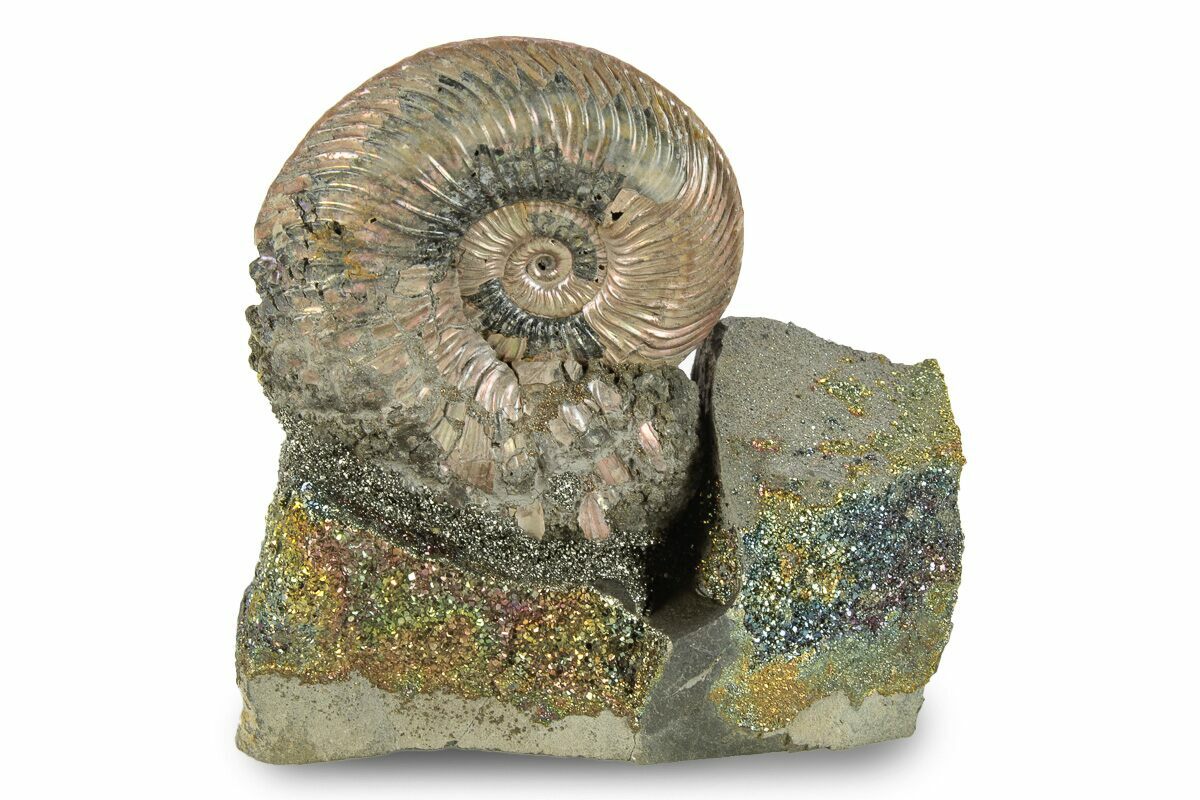 2.1" Iridescent, Pyritized Ammonite (Quenstedticeras) Fossil Display ...