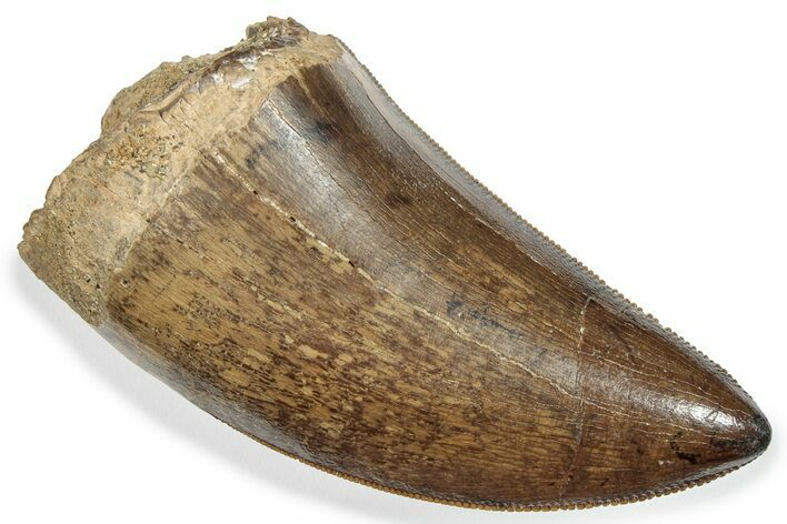 2.47" Pristine, Serrated Tyrannosaurus (T-Rex) Tooth - Montana (#246274 ...