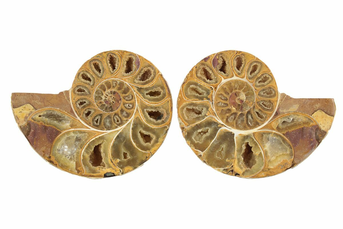 3" Jurassic Cut & Polished Ammonite Fossil - Madagascar (#239509) For ...