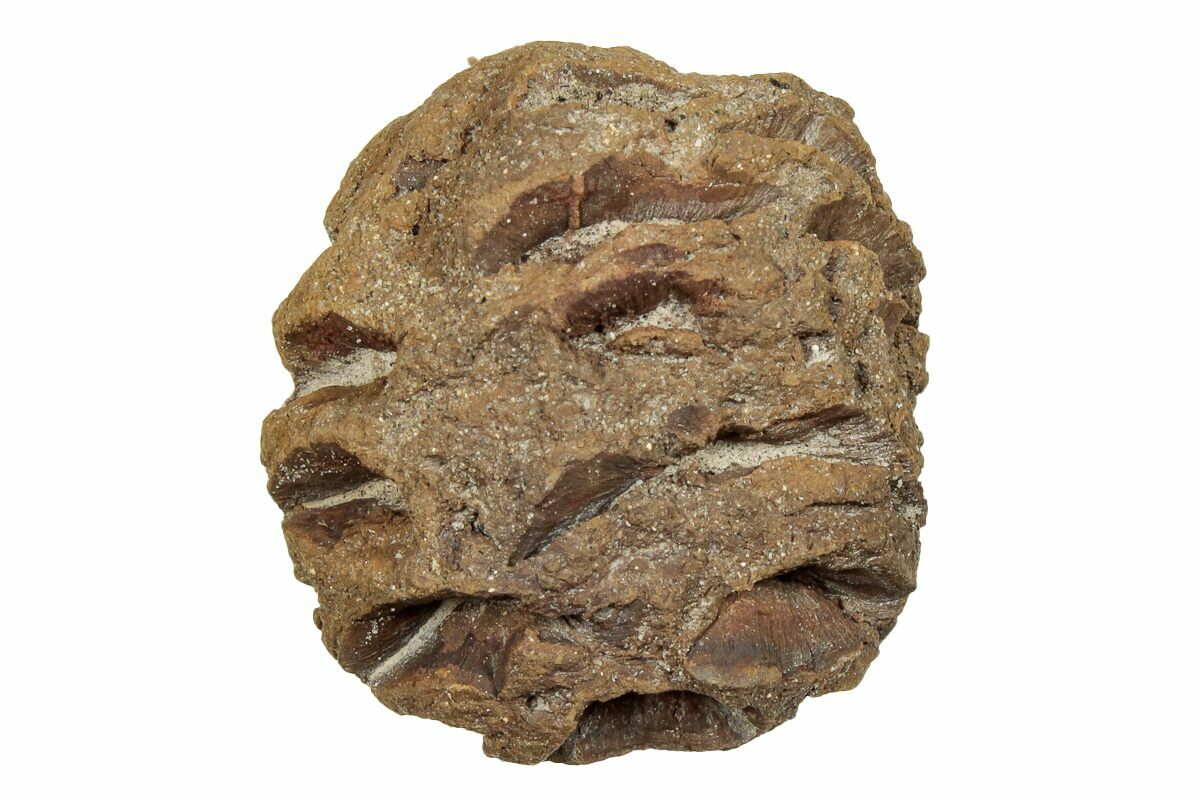 .85" Fossil Pine Cone (Metasequoia) - Montana (#246375) For Sale ...