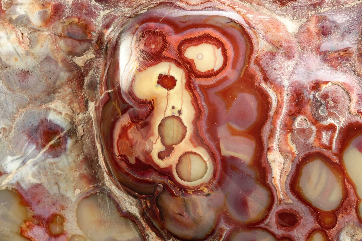 4.9" Polished Crazy Lace Agate - Mexico (#246315) For Sale - FossilEra.com