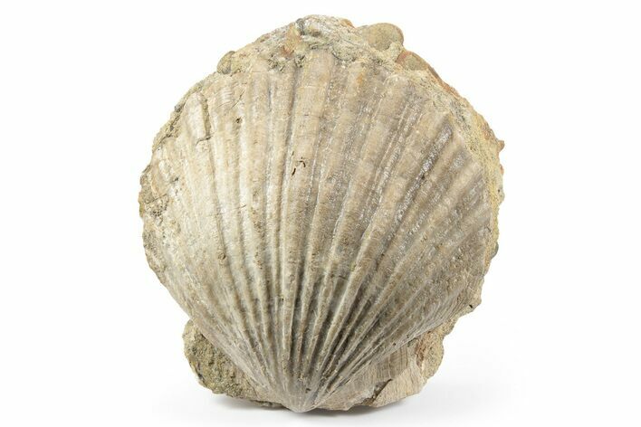 5.05" Fossil Pecten In Sandstone - California (#246312) For Sale ...