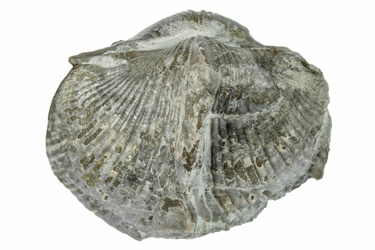 1.75" Pyrite-Replaced Brachiopod (Paraspirifer) Fossil - Ohio (#246641 ...