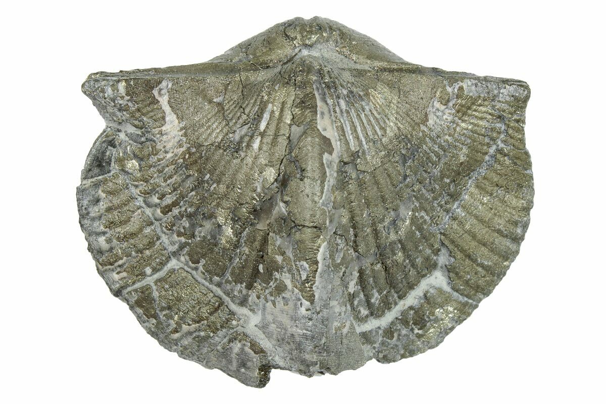 1.55" Pyrite-Replaced Brachiopod (Paraspirifer) Fossil - Ohio (#246642 ...