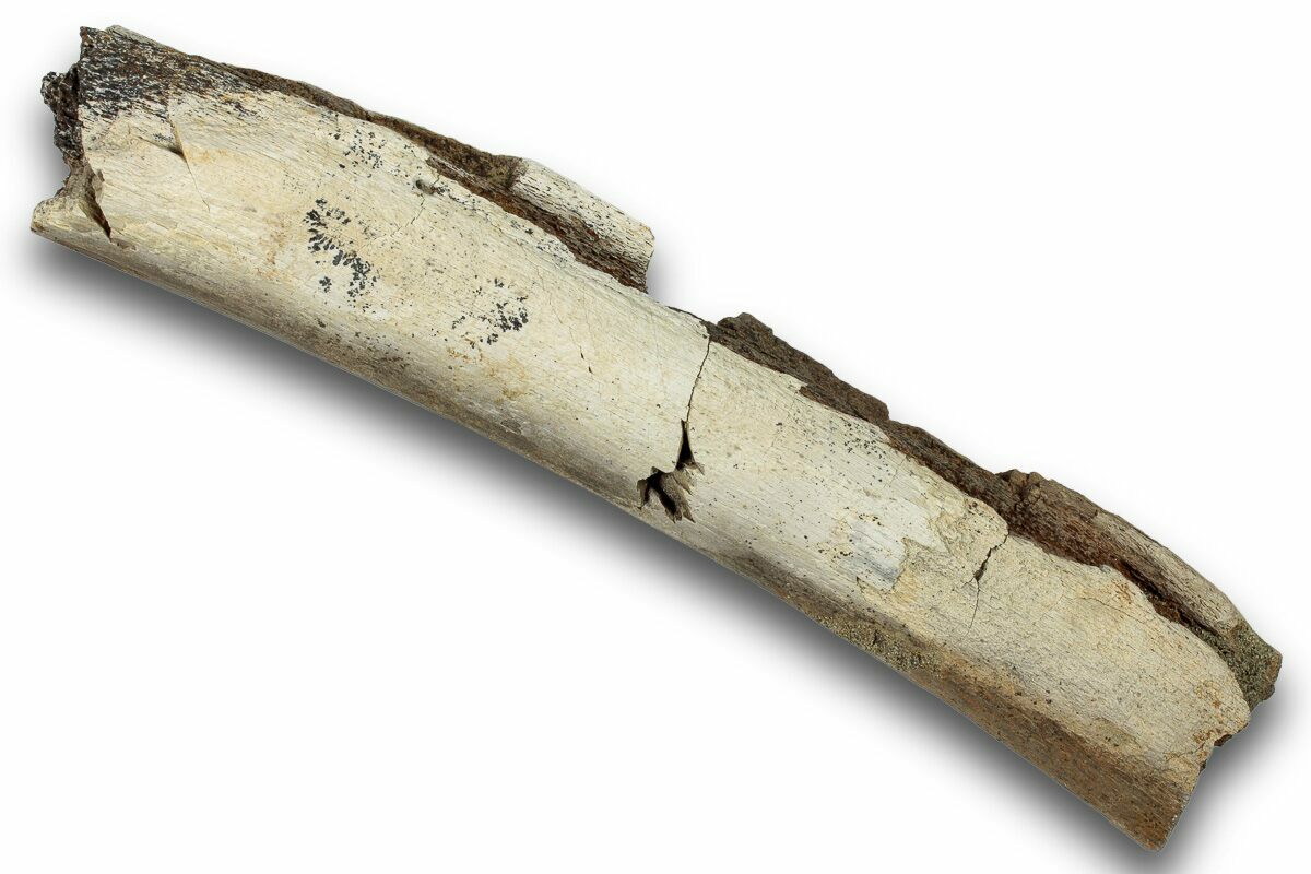 7.6" Hadrosaur (Edmontosaurus) Rib Bone Section - Montana (#246633) For ...