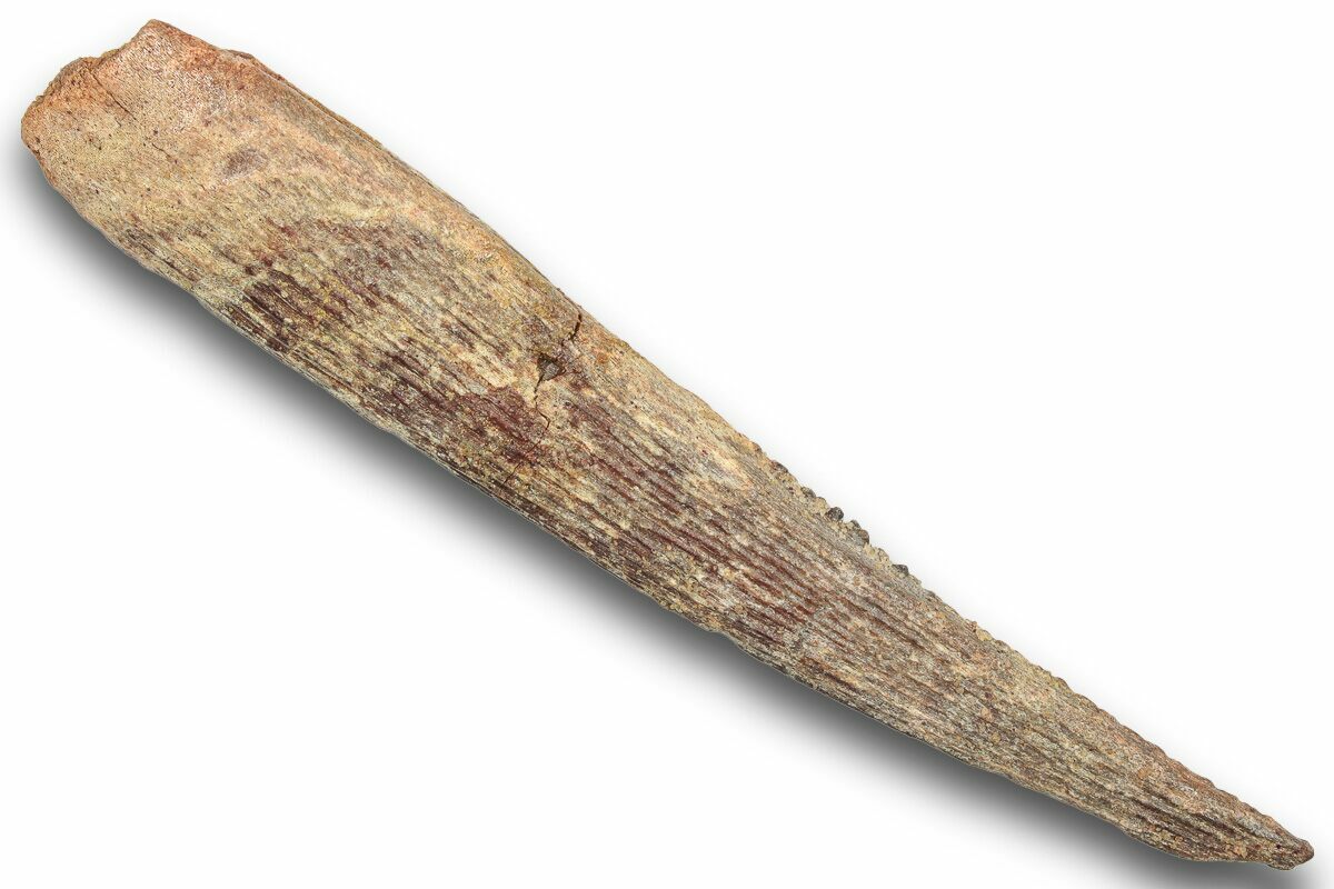 5" Fossil Shark (Hybodus) Dorsal Spine - Kem Kem Beds, Morocco (#244563 ...