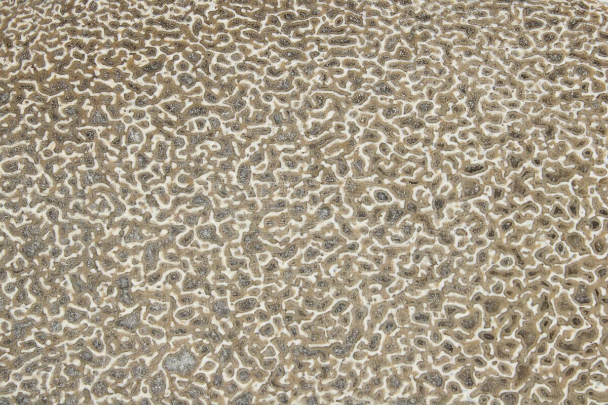 6.5" Polished Dinosaur Bone (Gembone) Slab - Morocco (#247765) For Sale ...