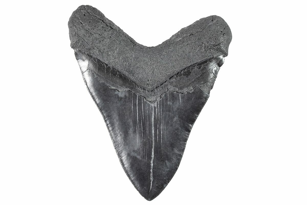 Serrated, 6.11" Fossil Megalodon Tooth - Massive River Meg (#247870 ...