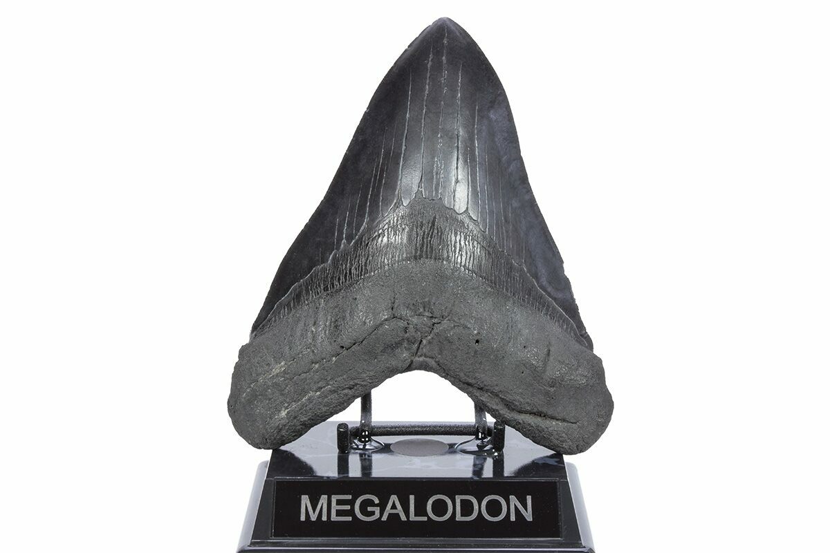 Serrated, 6.11" Fossil Megalodon Tooth - Massive River Meg (#247870 ...