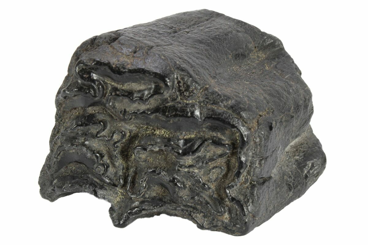 1.45" Pleistocene Aged Fossil Horse Tooth - South Carolina (#247886 ...