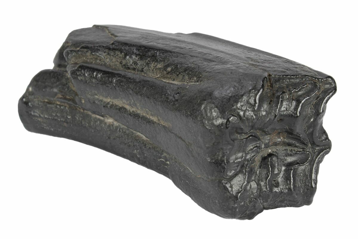 2.8" Pleistocene Aged Fossil Horse Tooth - South Carolina (#247921) For ...