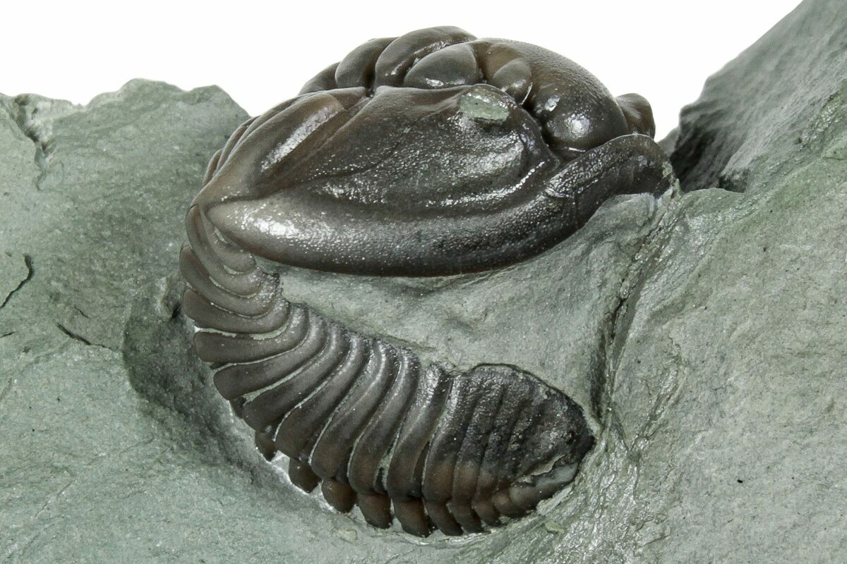 .75" Wide Enrolled Flexicalymene Trilobite - Mt. Orab, Ohio (#247418 ...