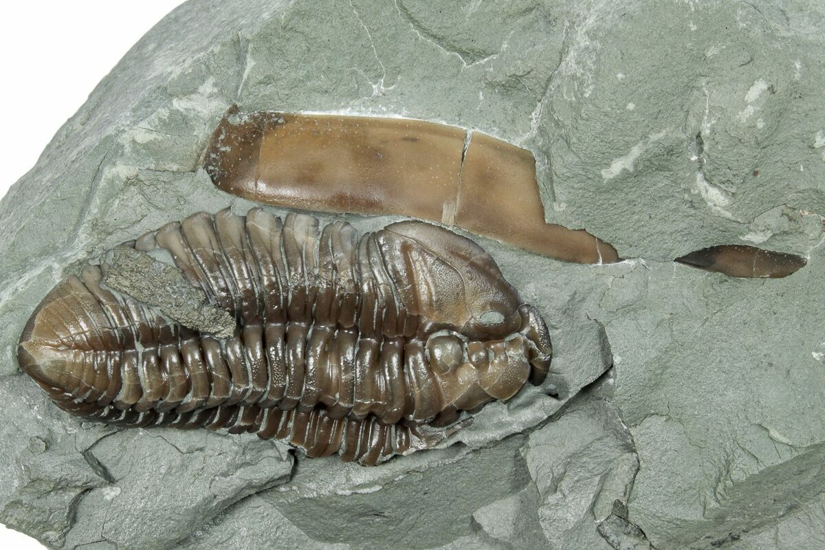 1.31" Long Prone Flexicalymene Trilobite - Mt. Orab, Ohio (#247428) For ...