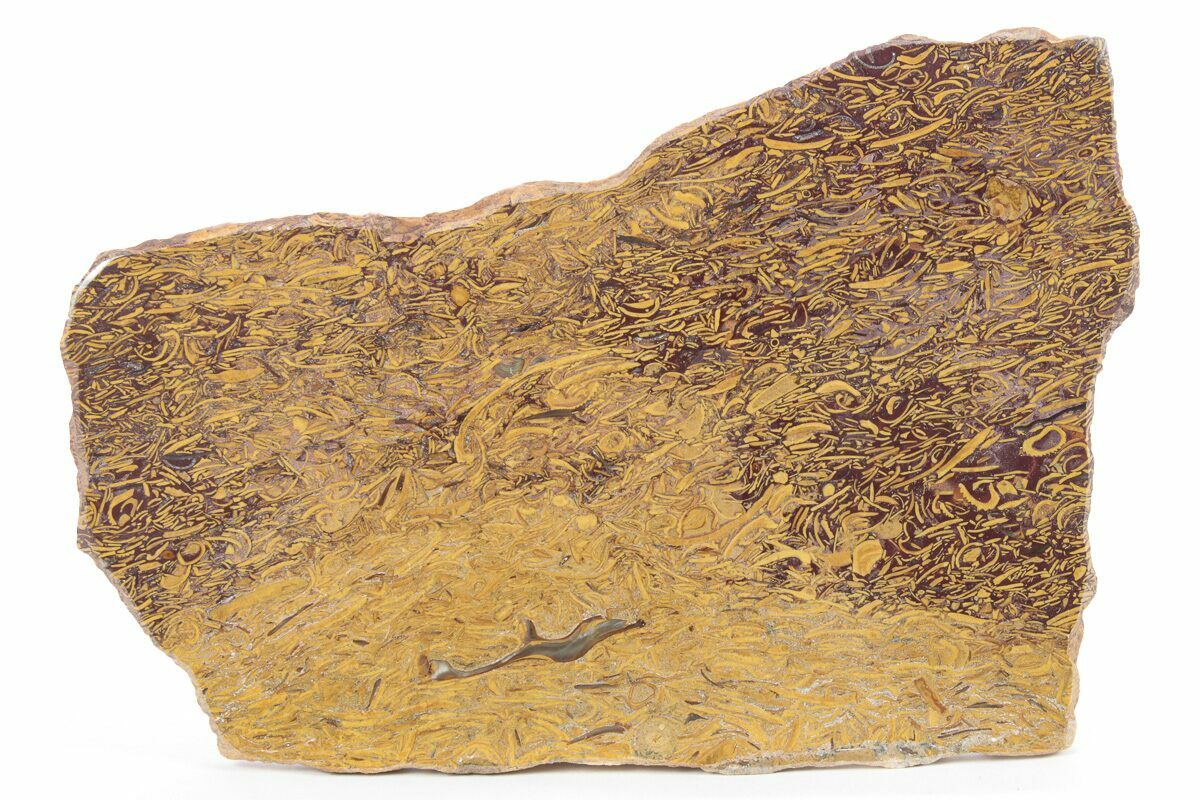 5.9" Polished Coquina (Fossil Shells) Jasper Slab - India (#248054) For ...