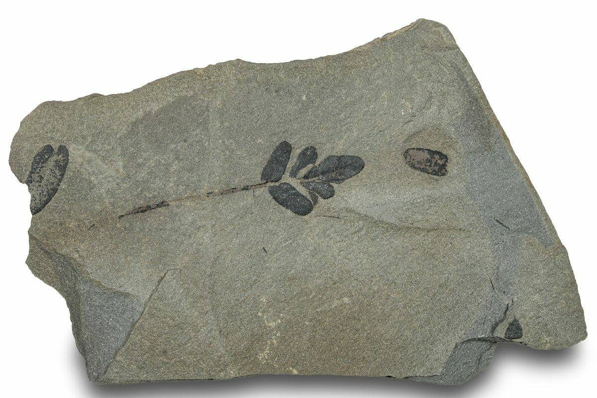 4.9" Pennsylvanian Fossil Fern (Neuropteris) Plate - Kentucky (#248106 ...