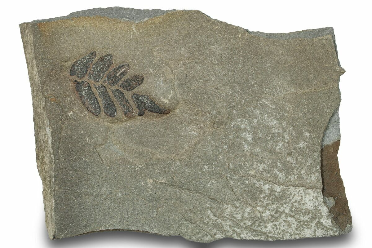 4.5" Pennsylvanian Fossil Fern (Neuropteris) Plate - Kentucky (#248108 ...
