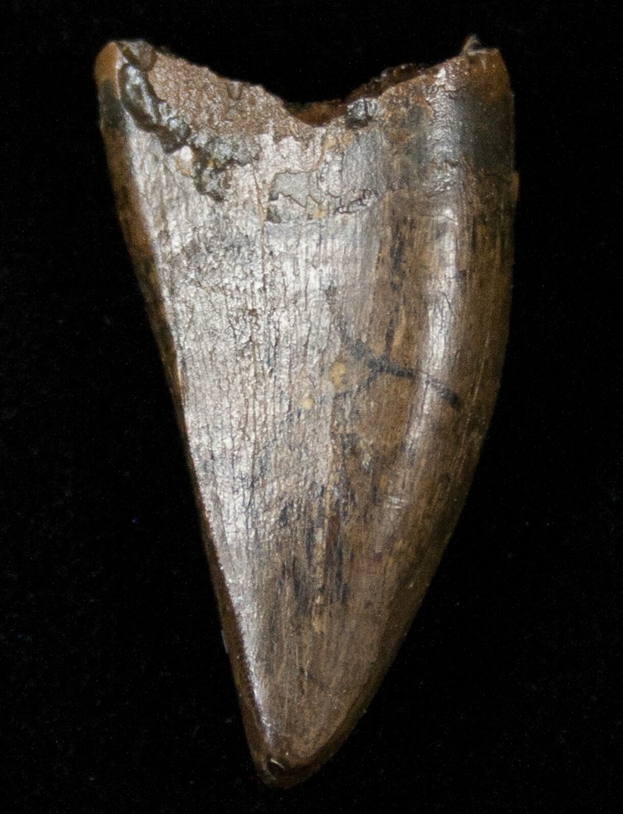 .98" Tyrannosaur Premax Tooth (Aublysodon) - Montana (#14744) For Sale ...