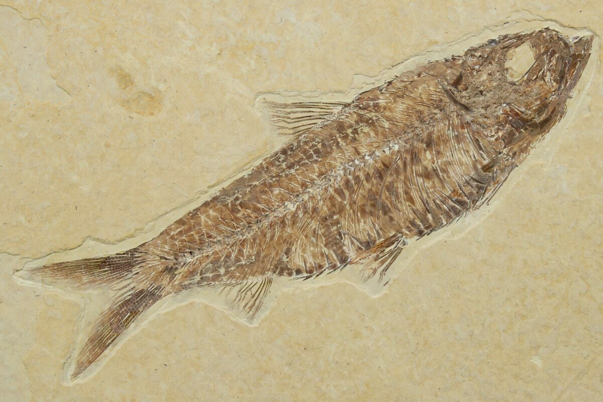 3.6" Detailed Fossil Fish (Knightia) - Wyoming (#248255) For Sale ...