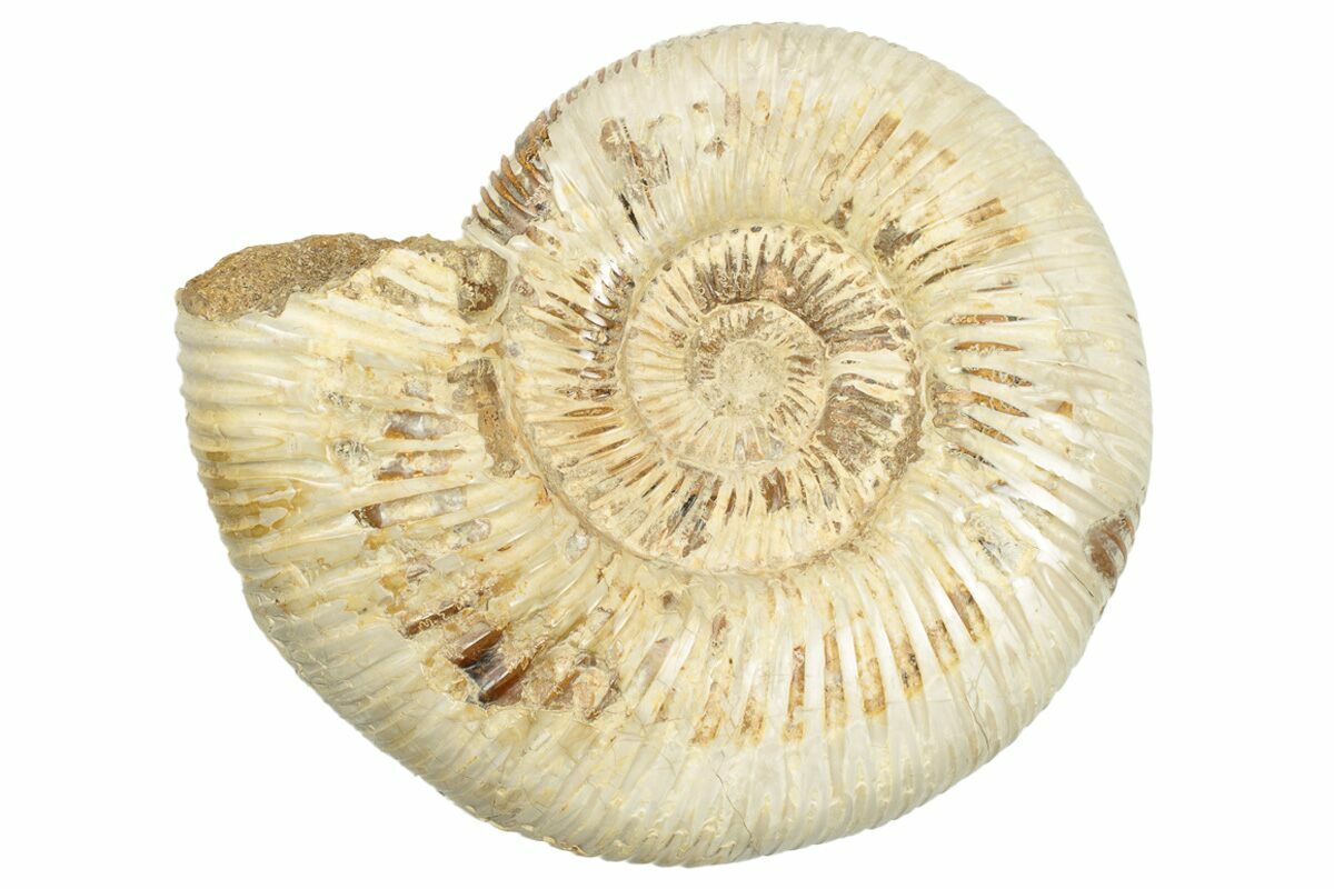 49 Polished Jurassic Ammonite Perisphinctes Madagascar 248749 For Sale