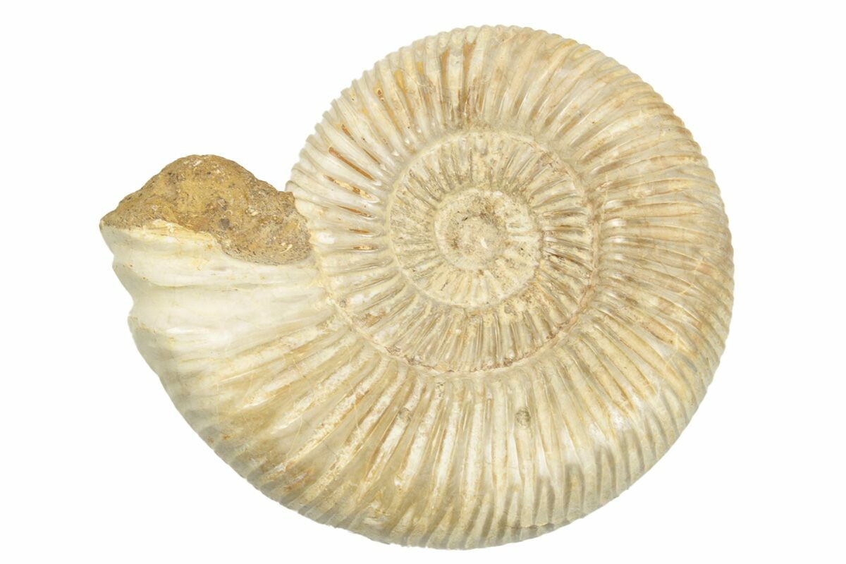 3.6" Polished Jurassic Ammonite (Perisphinctes) - Madagascar (#248751 ...