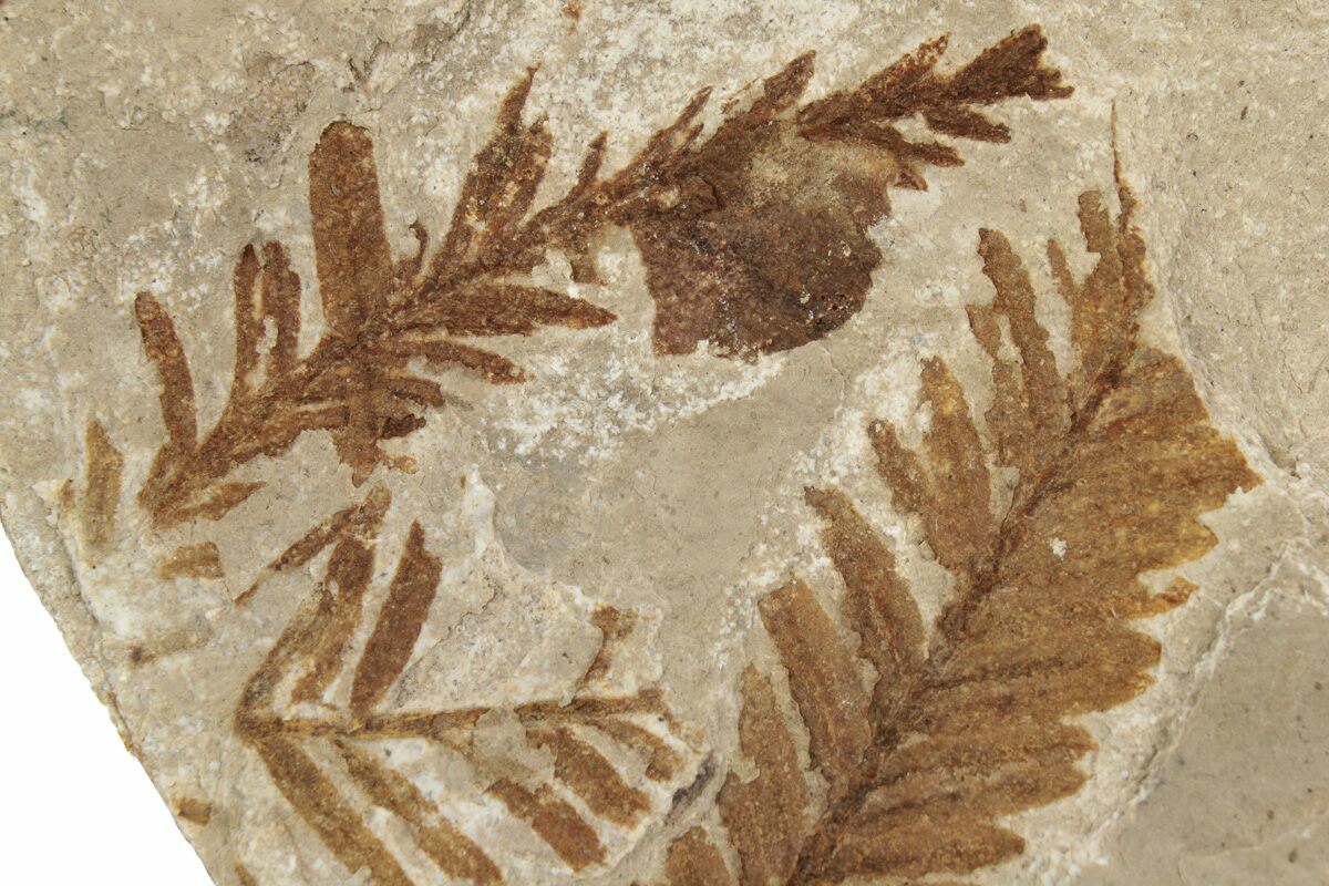 2.6" Fossil Plant (Metasequoia) Plate - McAbee, BC (#248912) For Sale ...