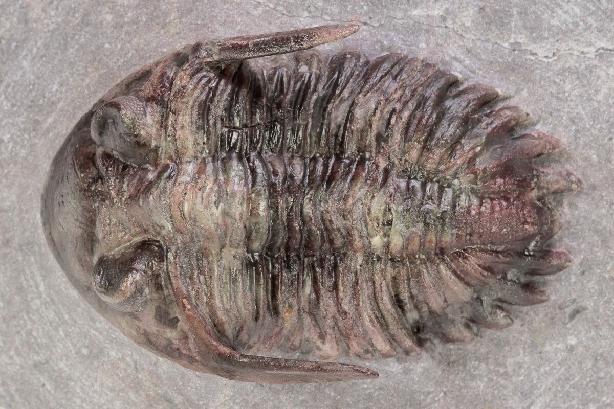 1.7" Red Hollardops Trilobite - Zerig, Morocco (#249026) For Sale ...