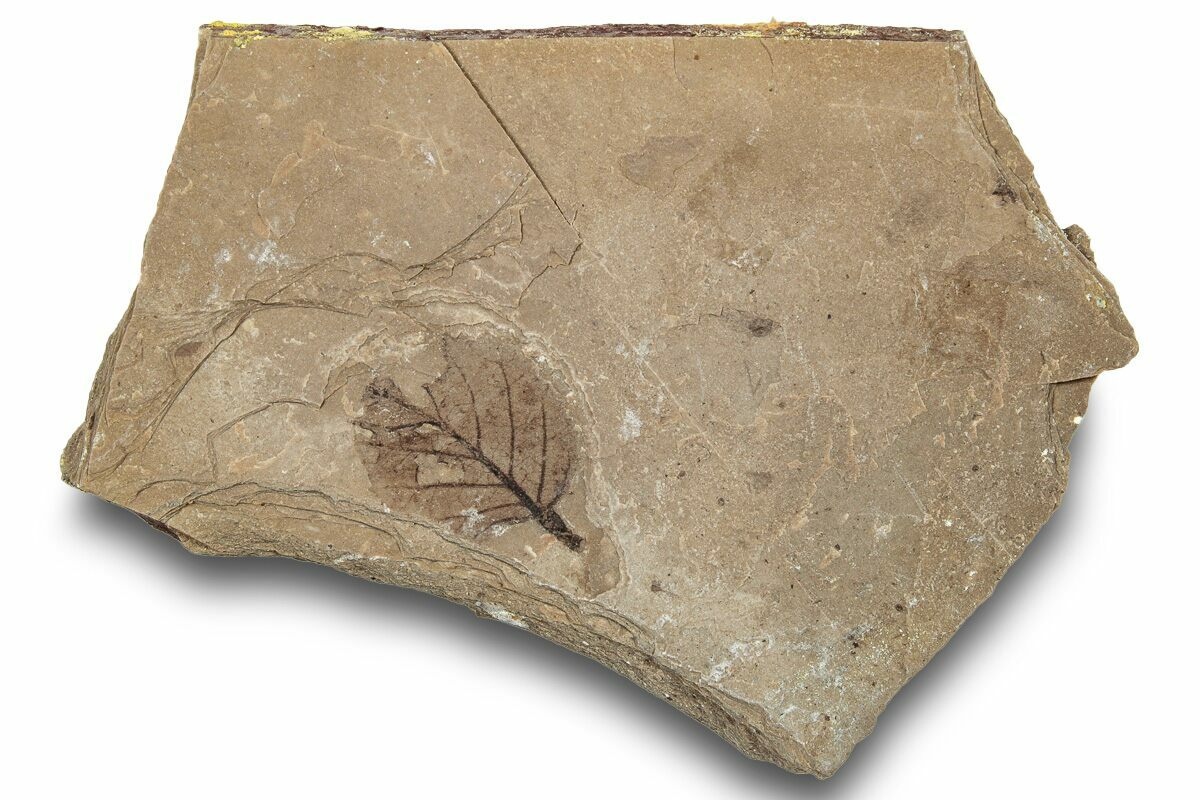 2.7" Fossil Plant (Betula) Plate - McAbee, BC (#248967) For Sale ...