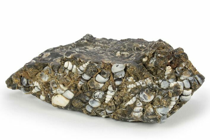 4.9" Fossil Freshwater Snails (Elimia) In Limestone - Wyoming (#248980 ...