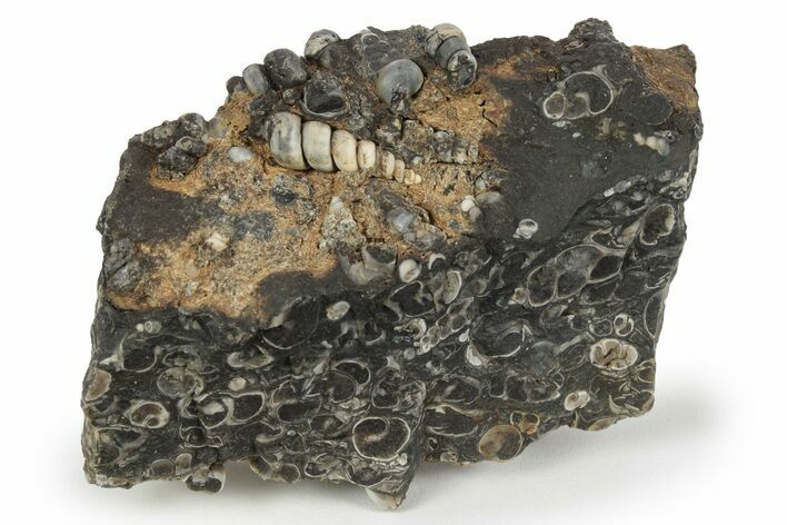 3.9" Fossil Freshwater Snails (Elimia) In Limestone - Wyoming (#248992 ...