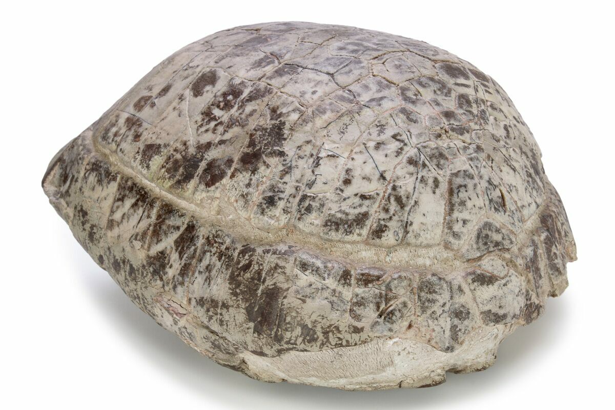 7.2" Inflated Fossil Tortoise (Stylemys) - South Dakota (#249239) For ...
