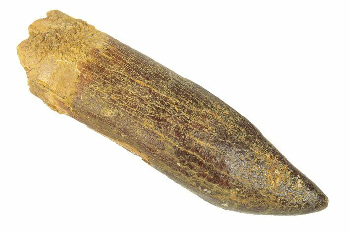 1.32" Fossil Sauropod Dinosaur (Titanosaur) Tooth - No Tip Wear ...